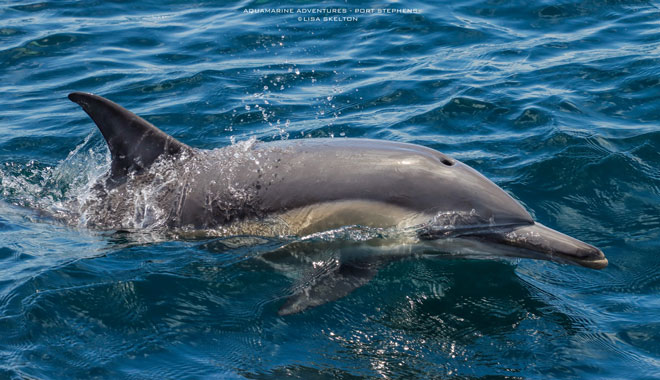 Port Stephens Island Snorkeling Adventure (3-3.5 hours) | New South ...